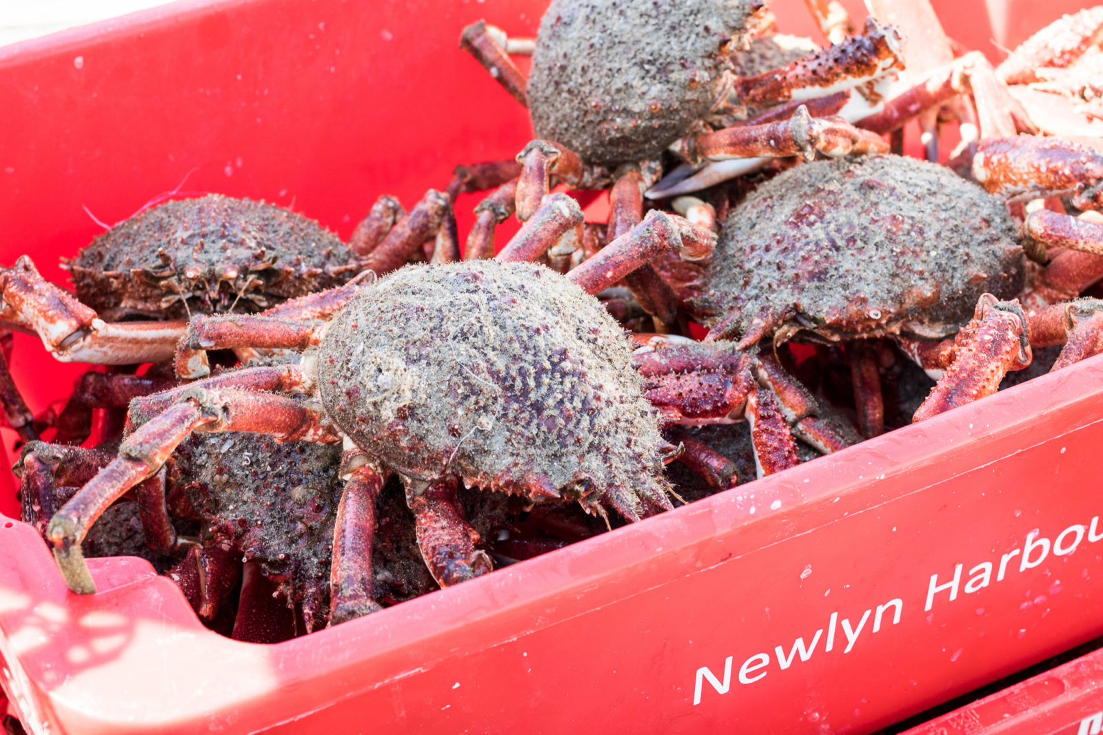 Andrew Stevens - Seafood Cornwall