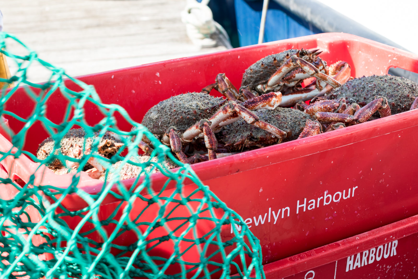 The ultimate guide to killing a spider crab humanely - Seafood Cornwall