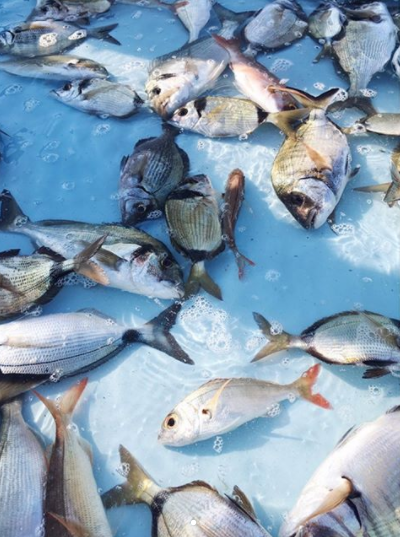 Meet the processors - Seafood Cornwall