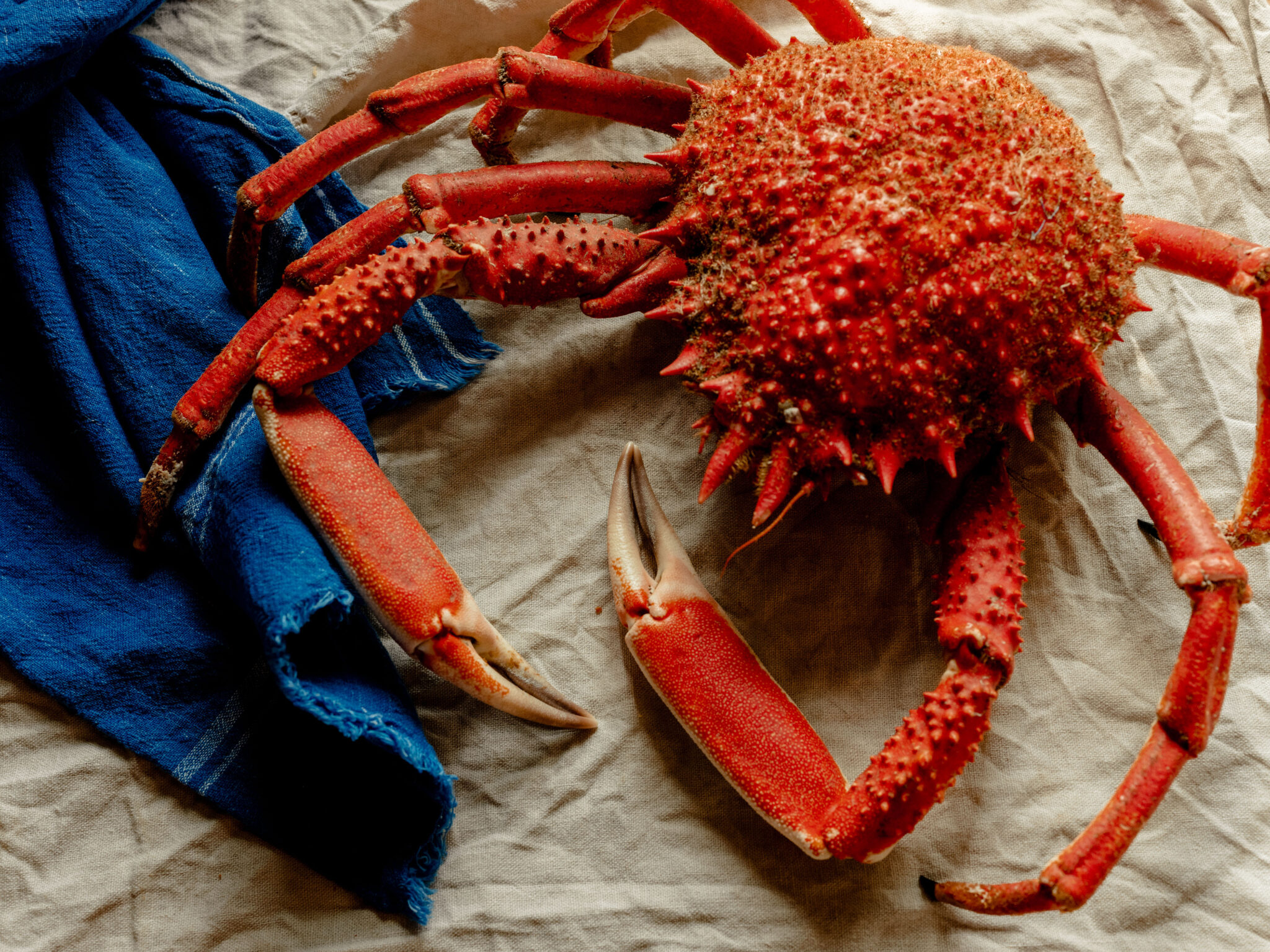 Why Cornish king crab should be the star of your next springtime dinner ...